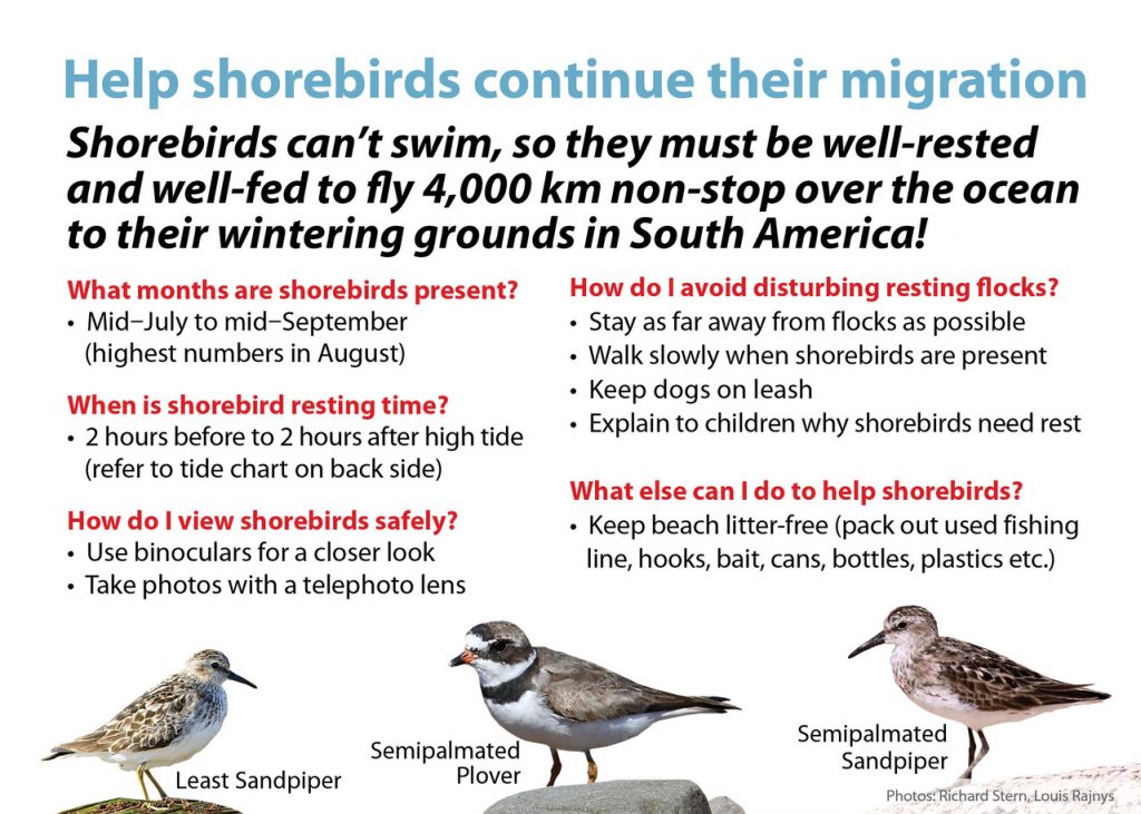 Space to Roost: Helping Shorebirds Continue their Migration – The Grapevine